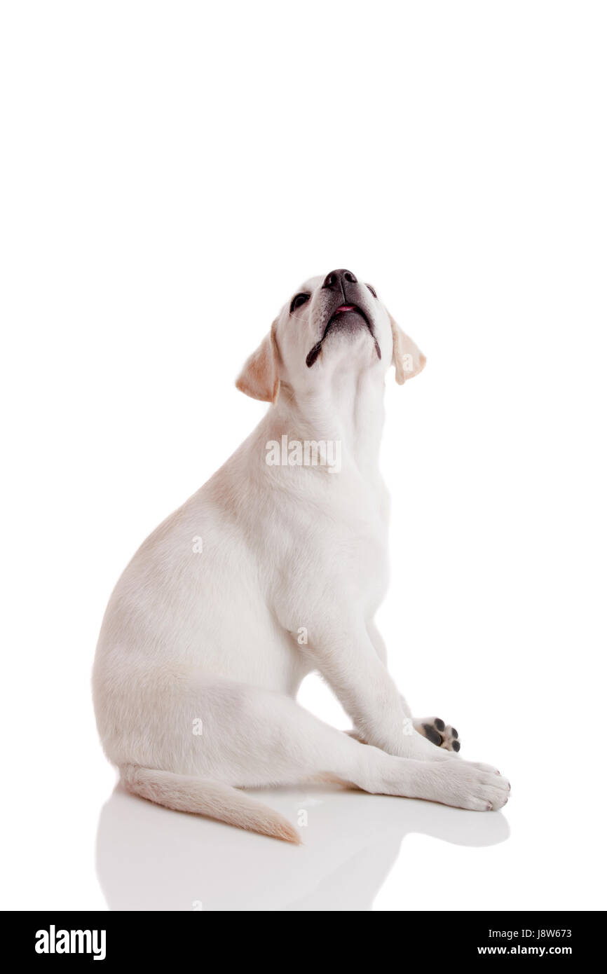 look, glancing, see, view, looking, peeking, looking at, dog, puppy, up ...