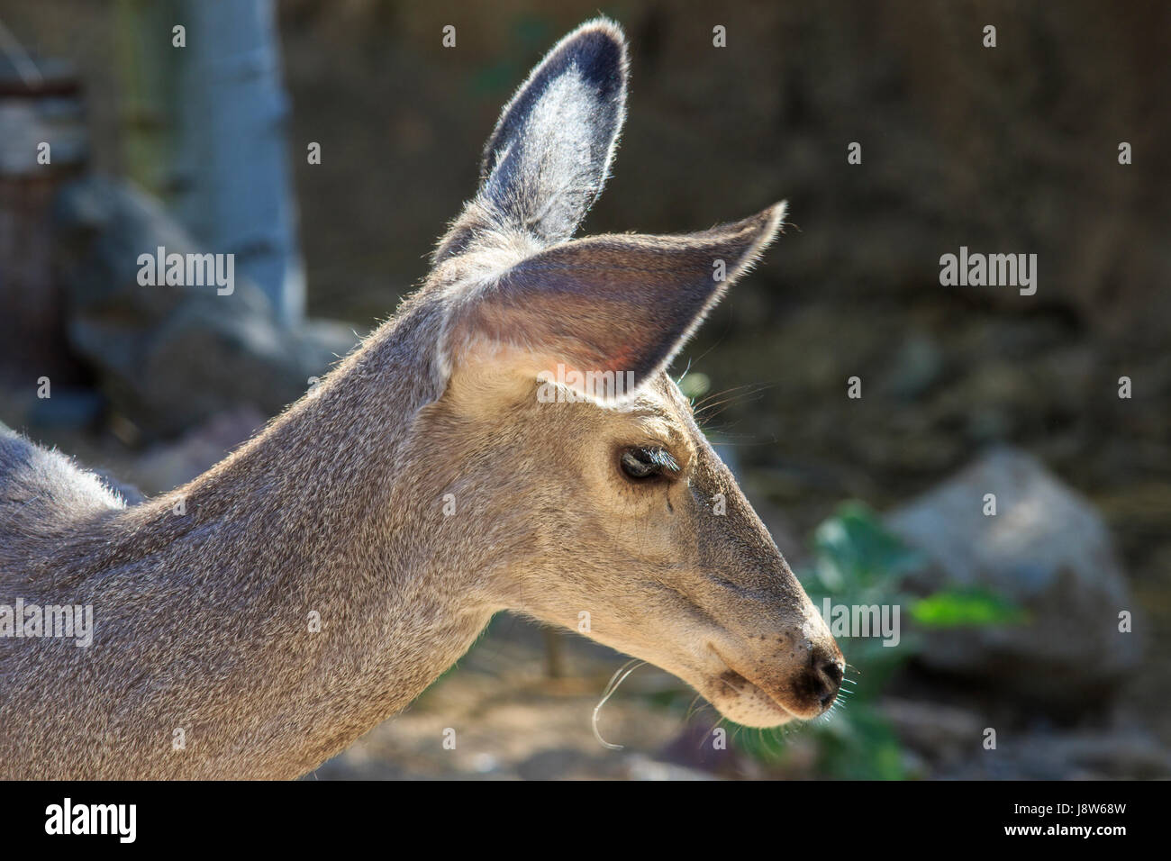 Mule deer (Odocoileus hemionus Stock Photo - Alamy