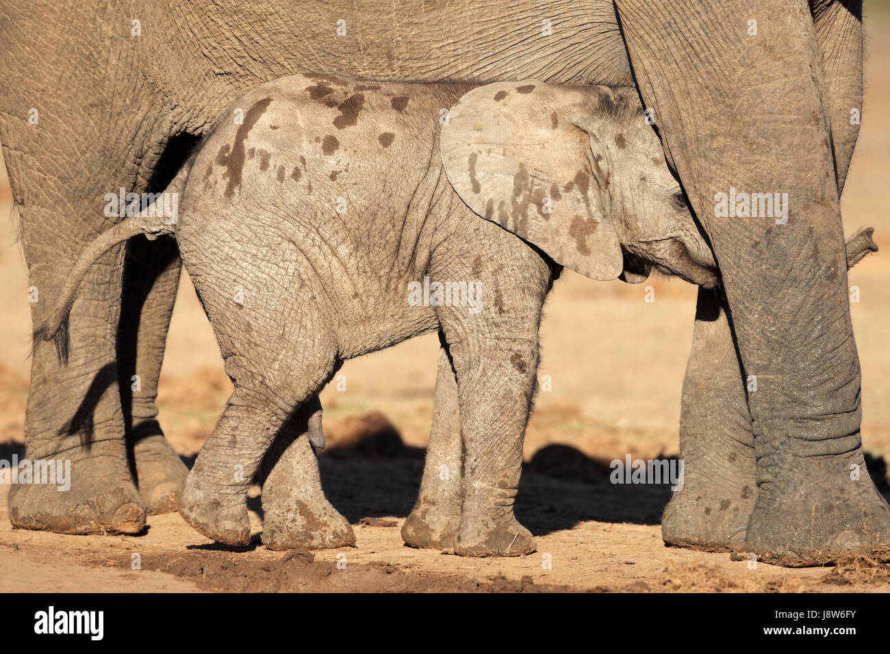 Little elephant ears hi-res stock photography and images - Alamy
