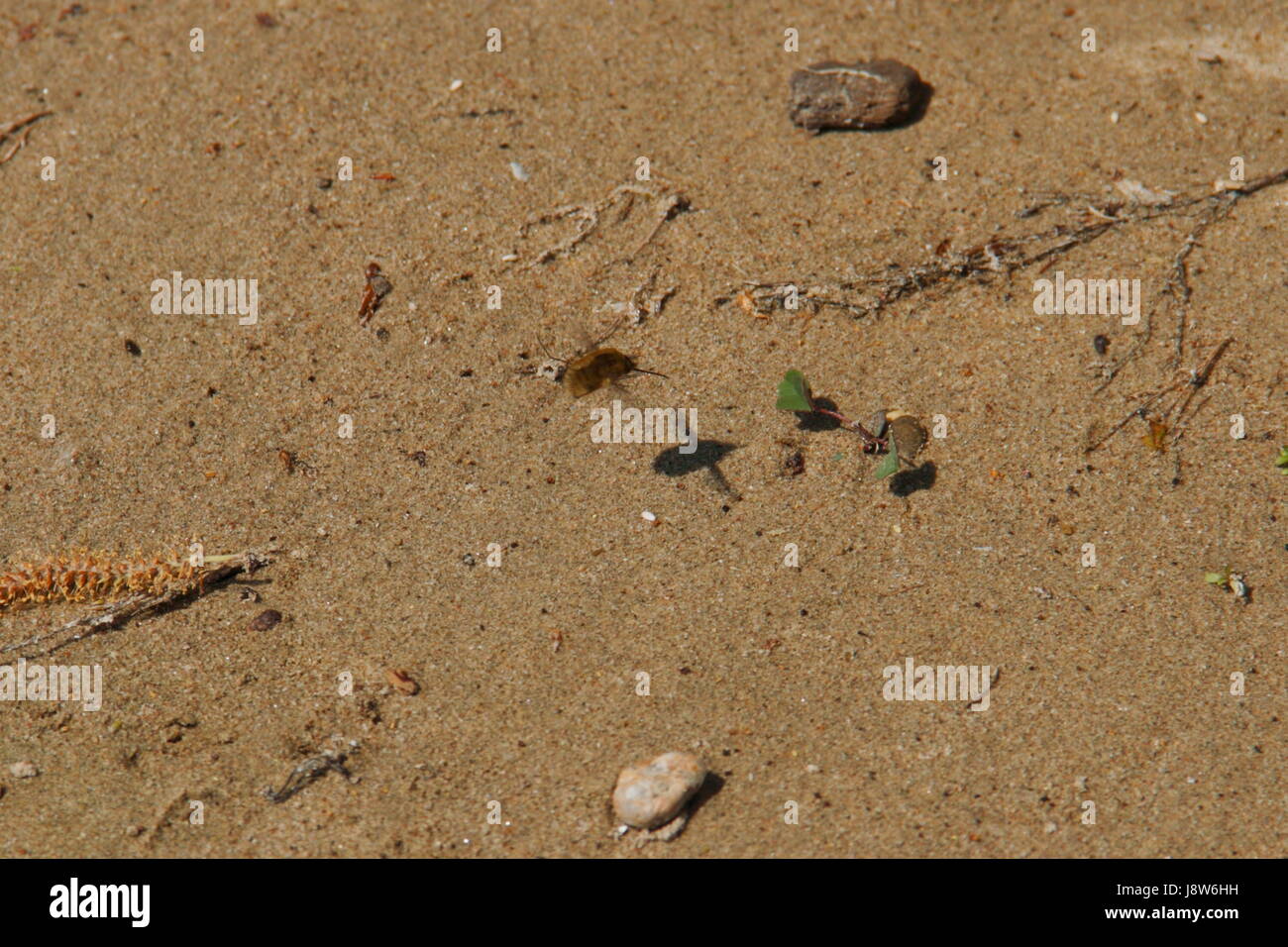 environment, enviroment, flies, insect, animals, float, levitation ...