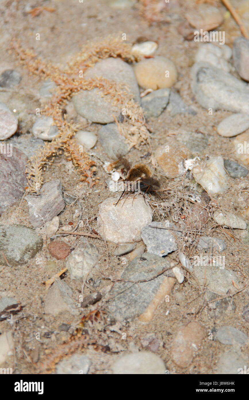 environment, enviroment, flies, insect, animals, float, levitation ...