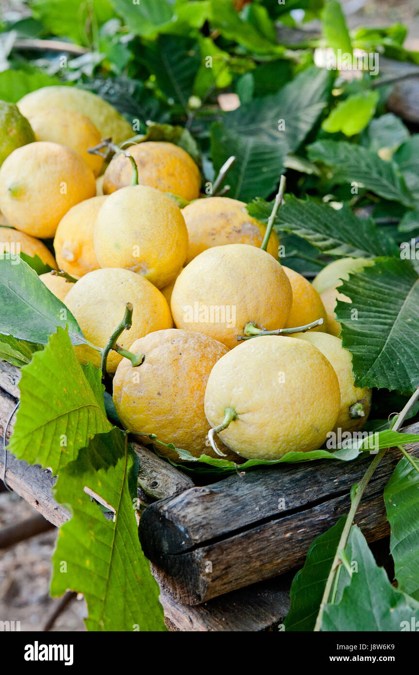 ripe, fruit, juicy, lemon, citron, citrus, fresh, yellow, healthy, some ...