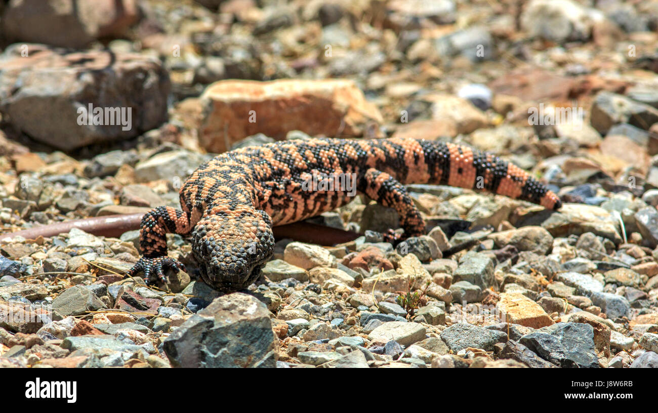 Gila monster (Heloderma suspectum) hunting in cacti Stock Photo - Alamy