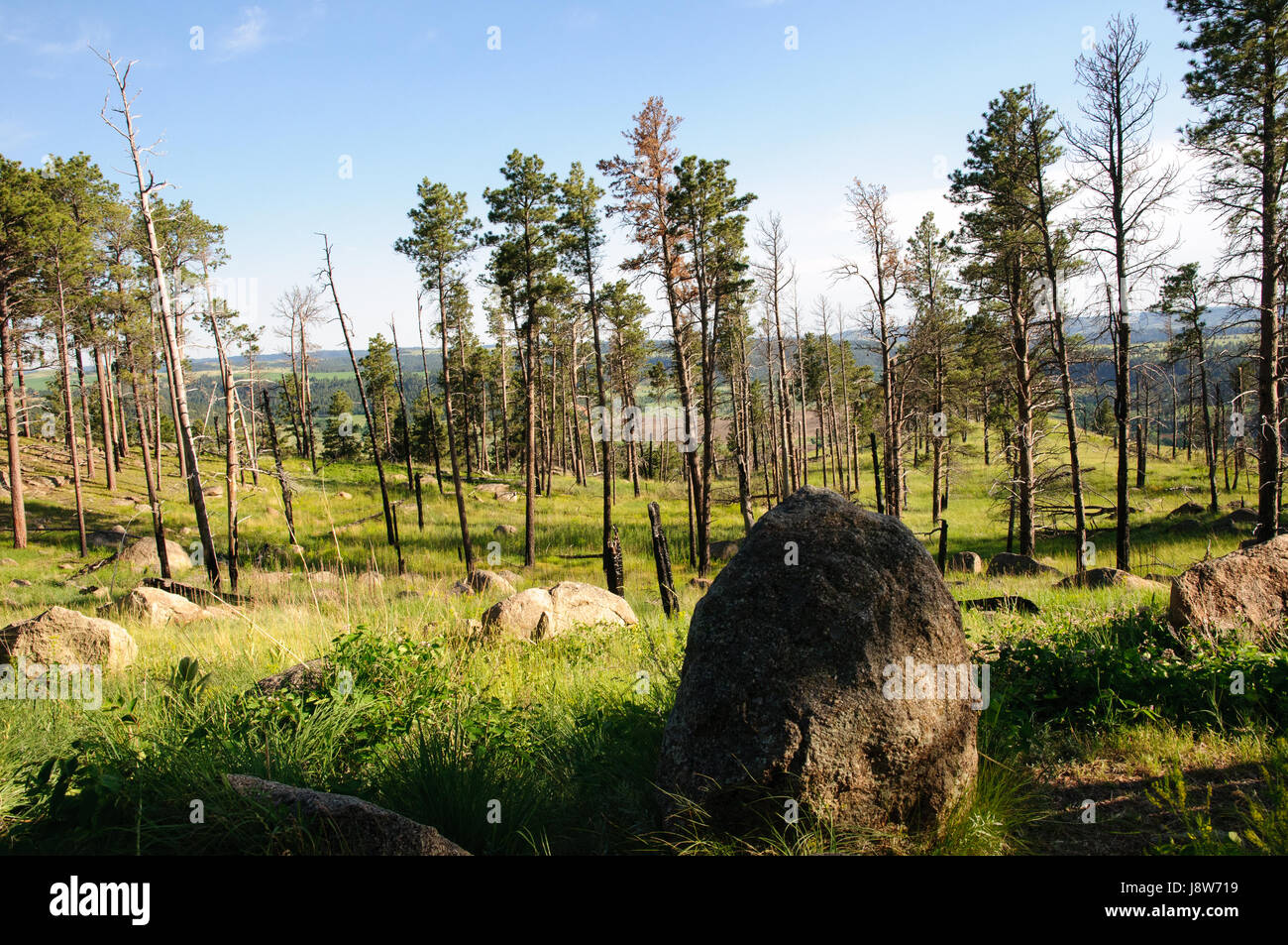 Forest with boulders in foreground, South Dakota, USA Stock Photo - Alamy