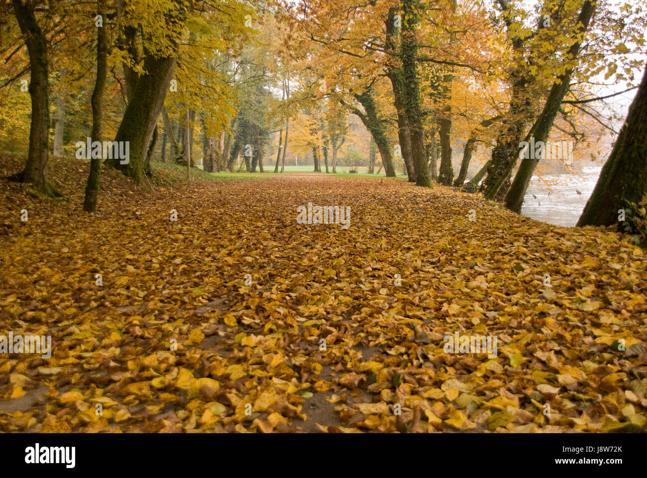 nature in autumn Stock Photo - Alamy