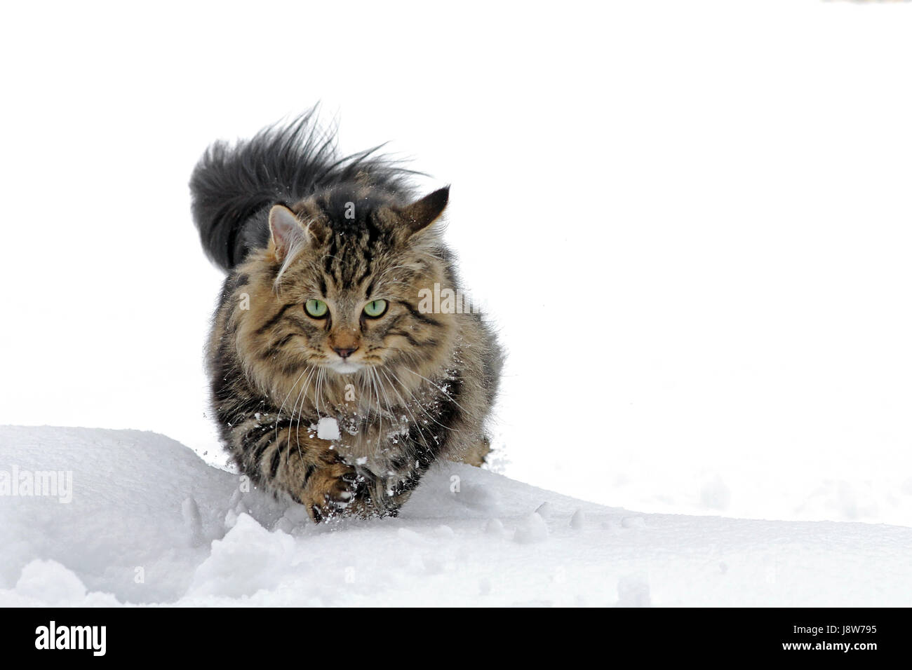 Funny cat quickly runs hi-res stock photography and images - Alamy