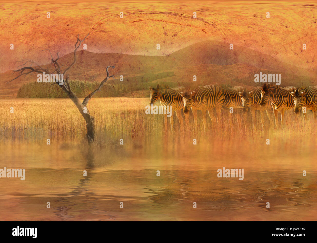 Zebracollage hi-res stock photography and images - Alamy