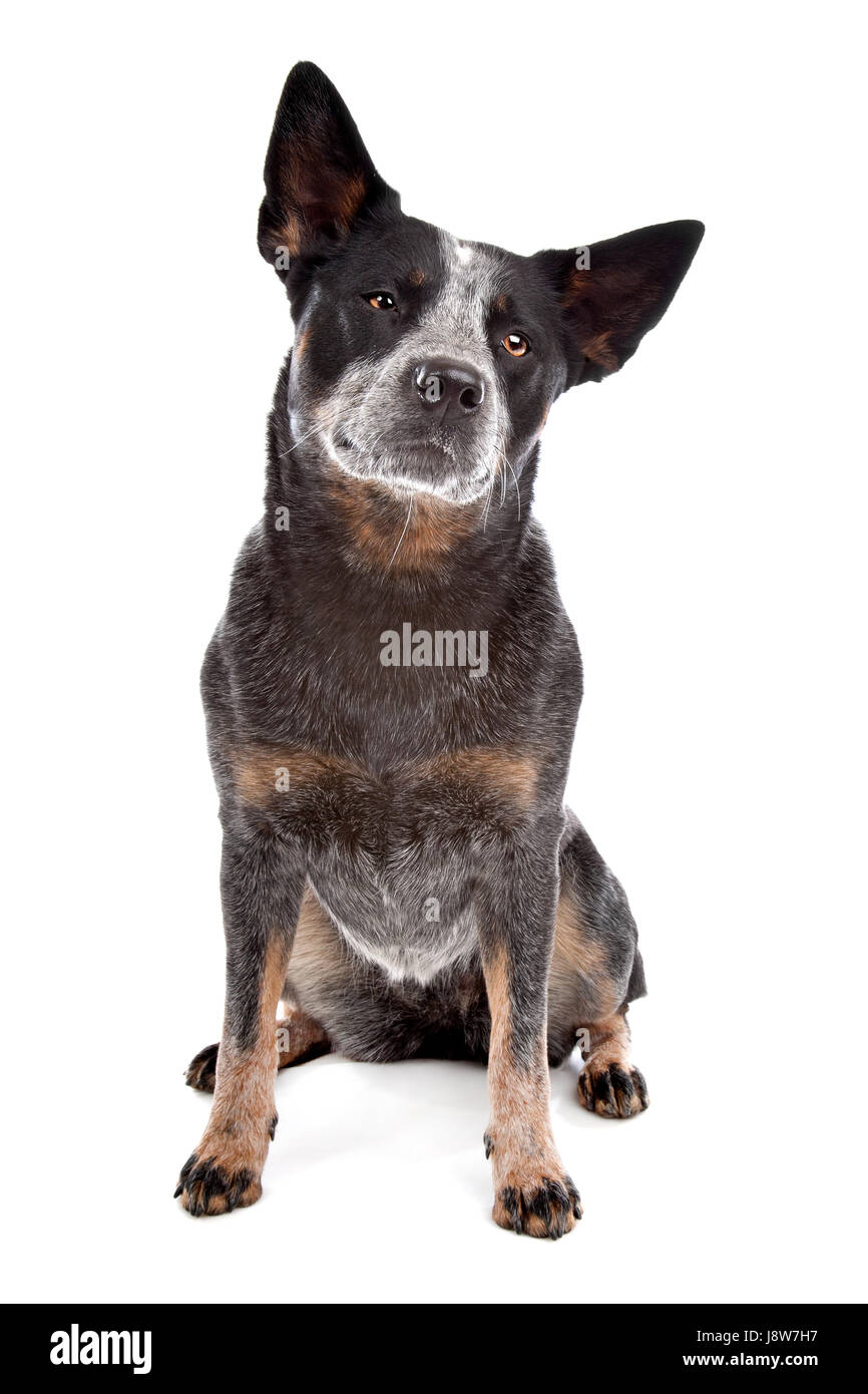 pet, animal, pet, mammal, rough, animal portrait, dog, studio, one ...