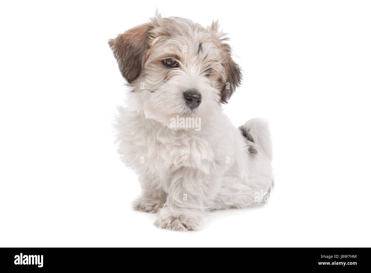 pet, animal, pet, mammal, small, tiny, little, short, dog, puppy, one ...