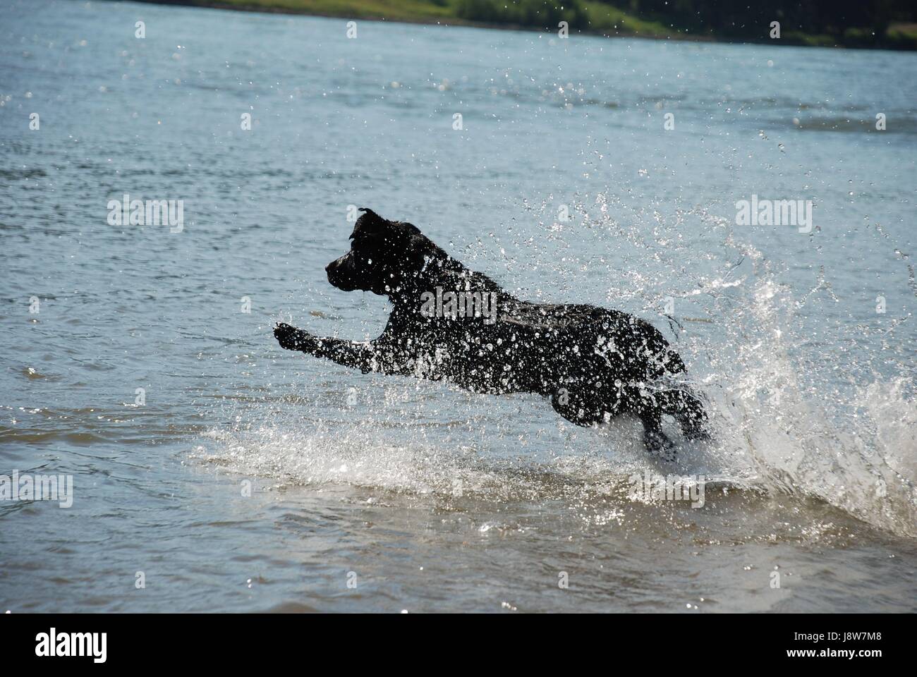 Bella dog hi-res stock photography and images - Alamy