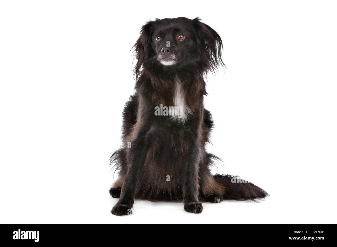 pet, animal, pet, mammal, dog, studio, mongrel, mixed, breed, homey ...