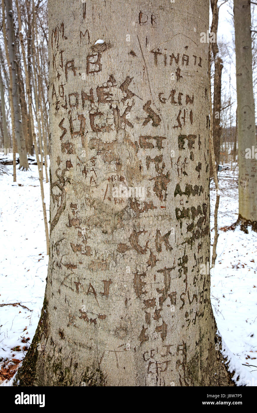 Carved into tree bark hi-res stock photography and images - Alamy