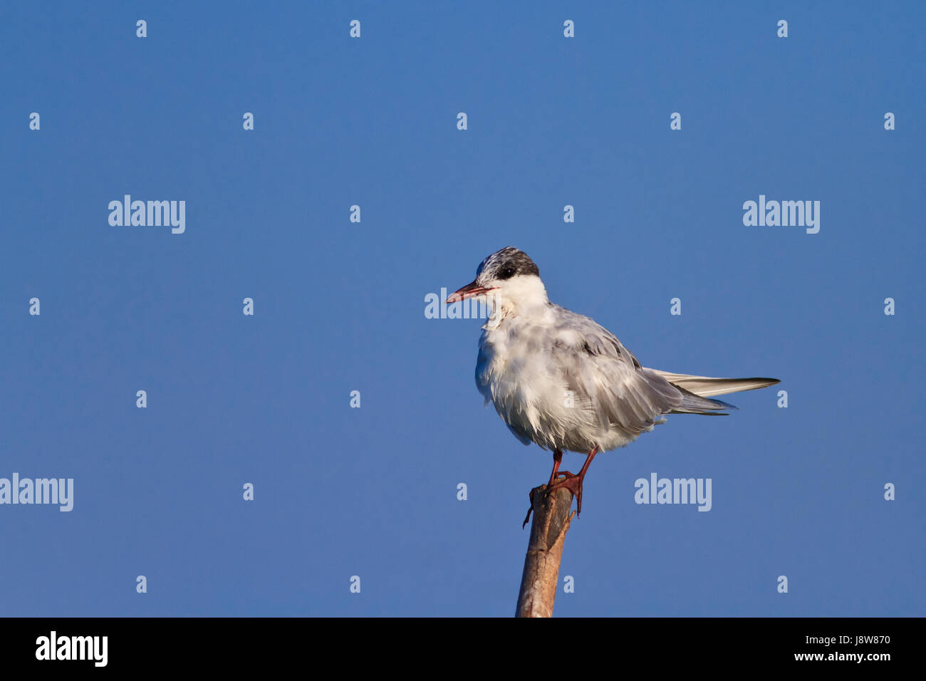 blue, animal, bird, fauna, wild, portrait, summer, summerly, look ...