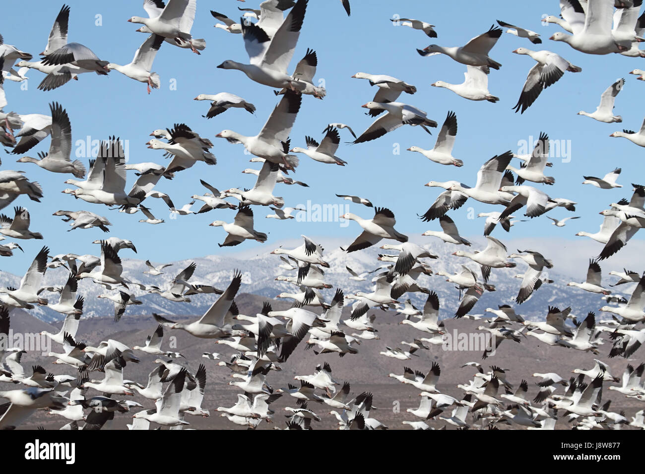 wild, snow, coke, cocaine, material, drug, anaesthetic, addictive drug ...