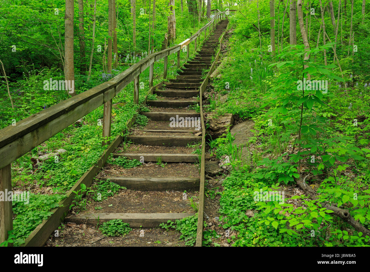 Stairs leading uphill in the forest Stock Photo - Alamy