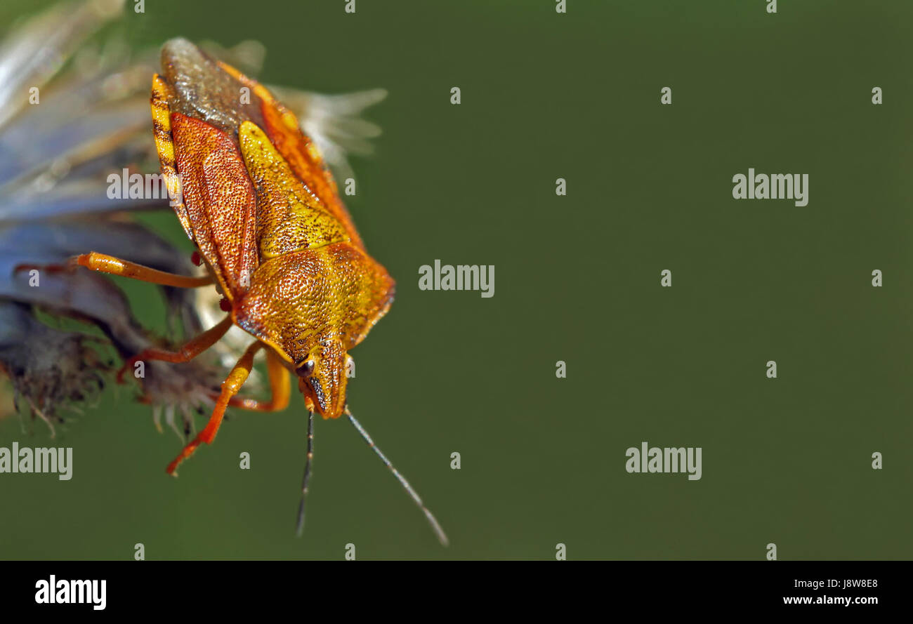 bug, insect, golden, bug, orange, yellow, carpocoris purpureipennis ...