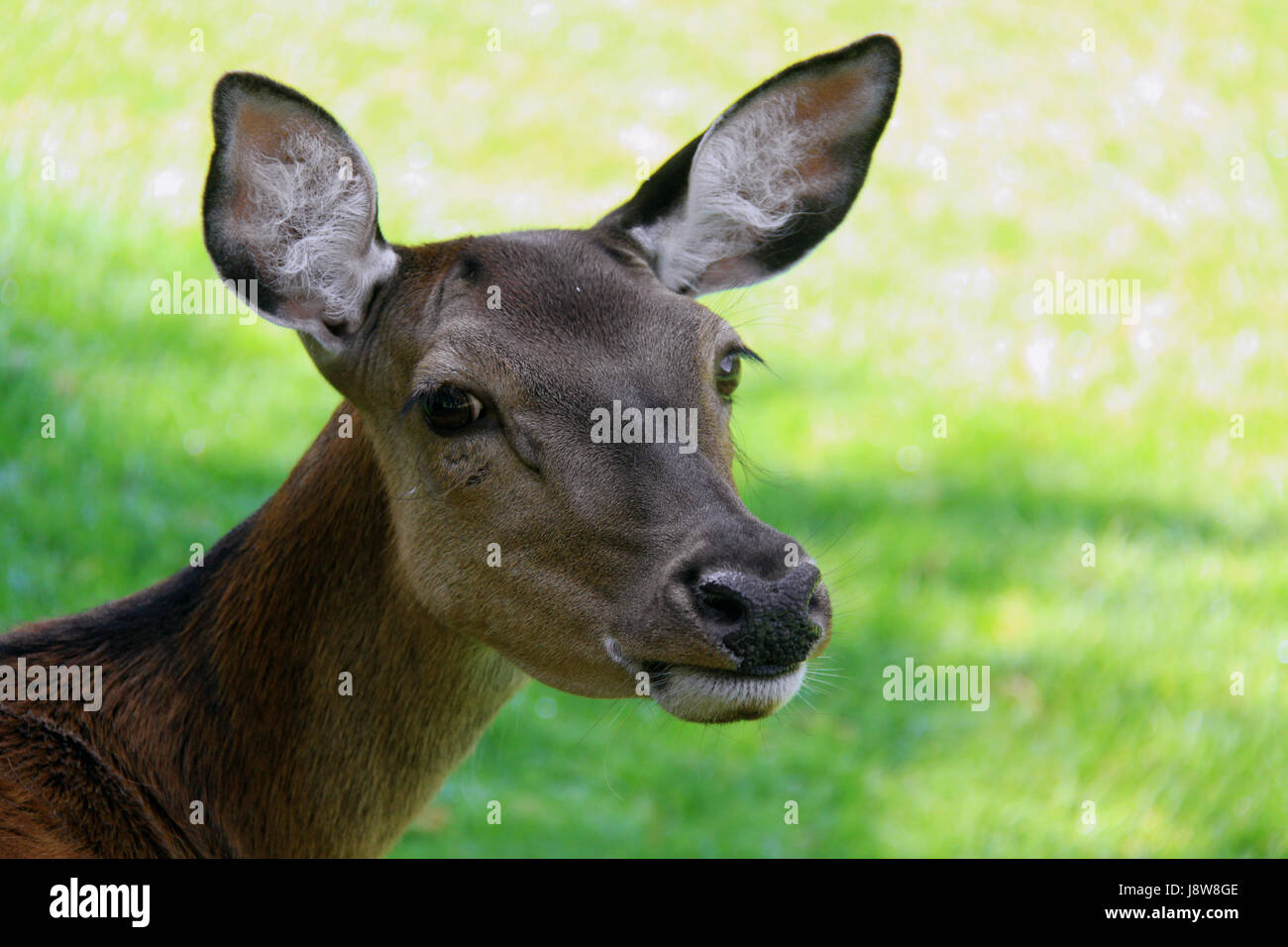 female, mammal, hind, fallow deer, hart, stag, female, mammal, portrait ...