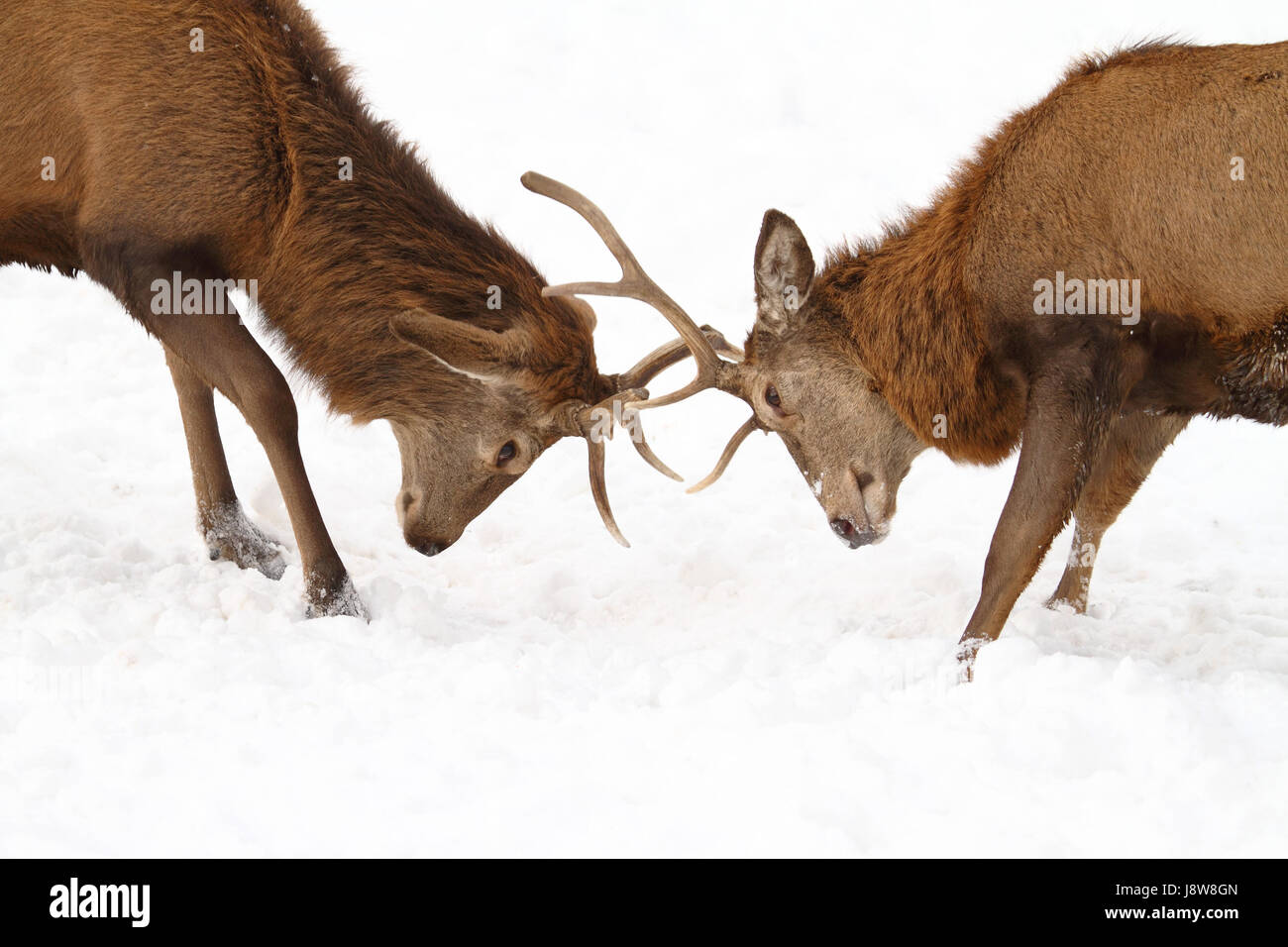 mammal, national park, bavaria, habitat, hart, stag, fight, fighting ...