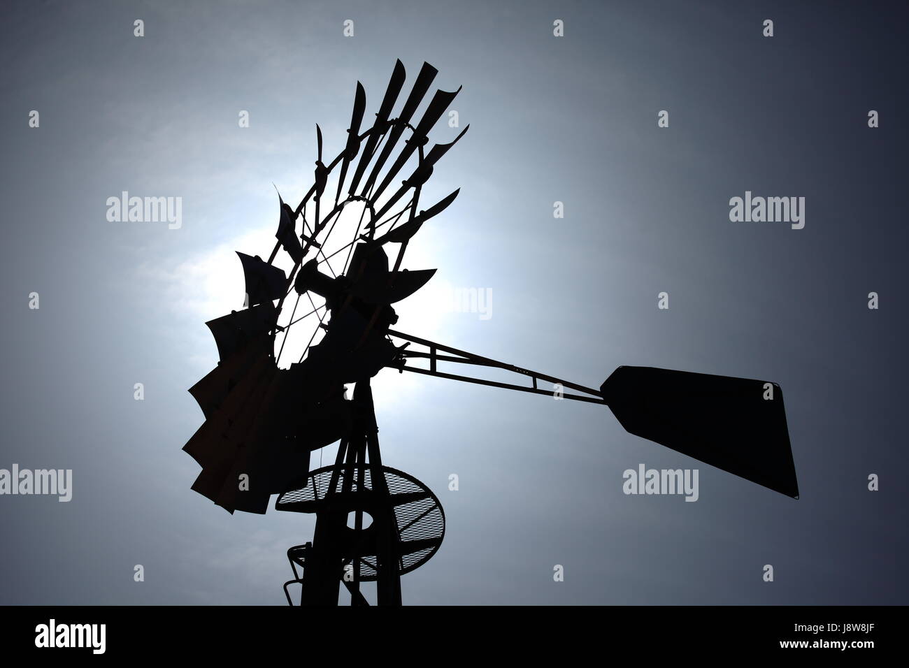 Pinwheel desert rose hi-res stock photography and images - Alamy