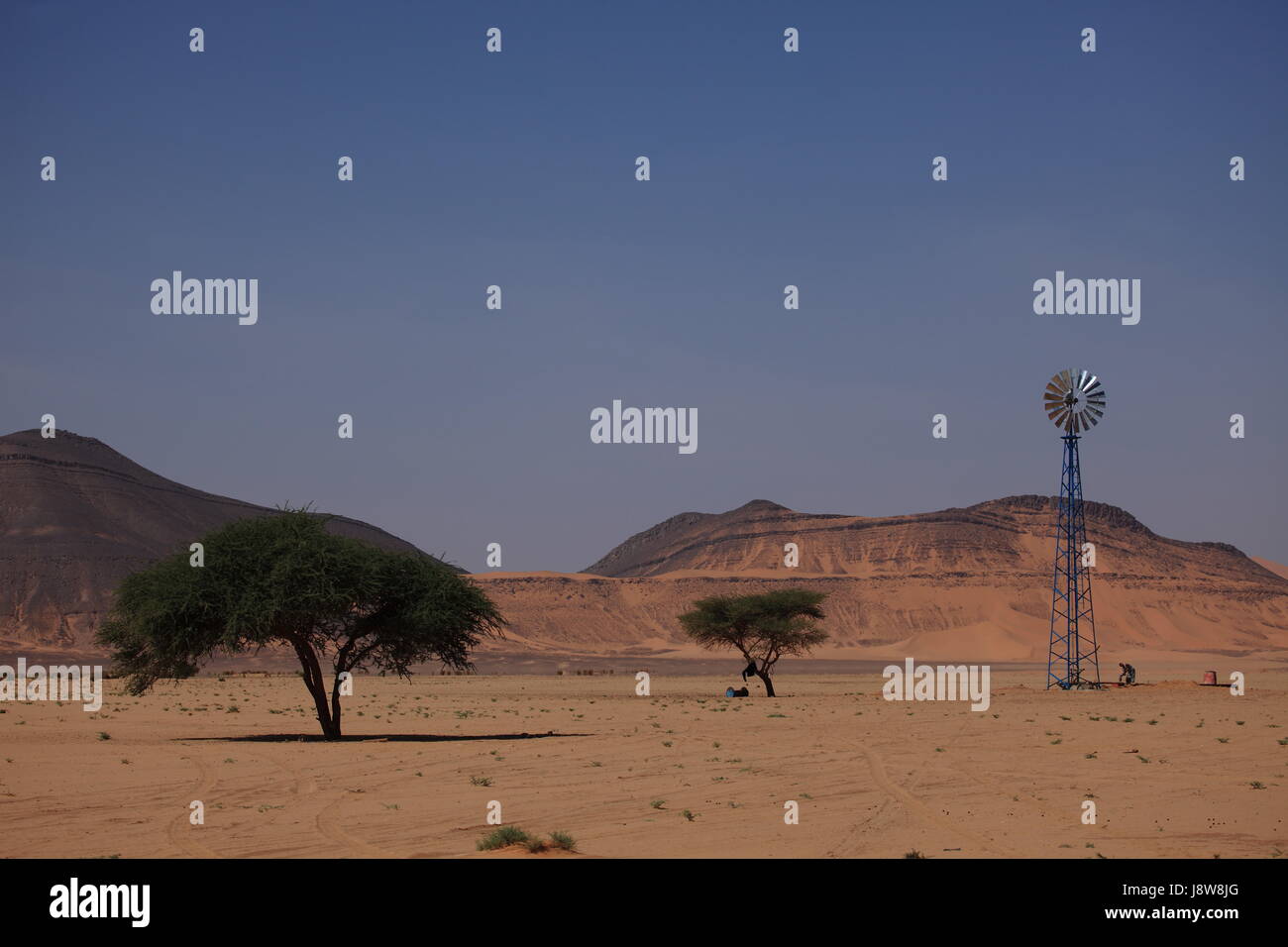 Pinwheel desert rose hi-res stock photography and images - Alamy