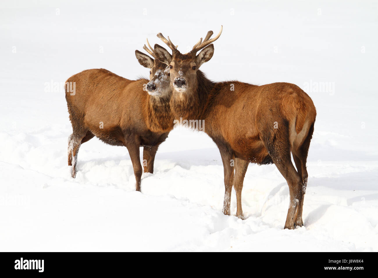 Hart problem hi-res stock photography and images - Alamy