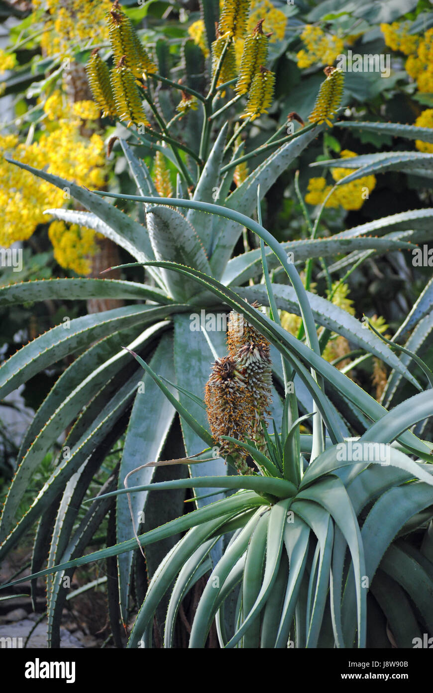 cacti, rainforest, rain forest, forest, green, cacti, irises, forest ...