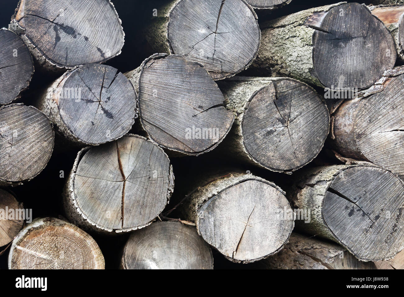 Sawn off tree trunks hi-res stock photography and images - Alamy