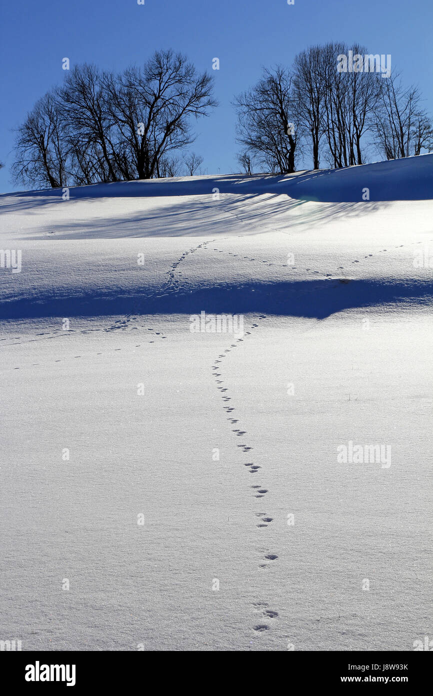 footprints in the winter snow Stock Photo - Alamy