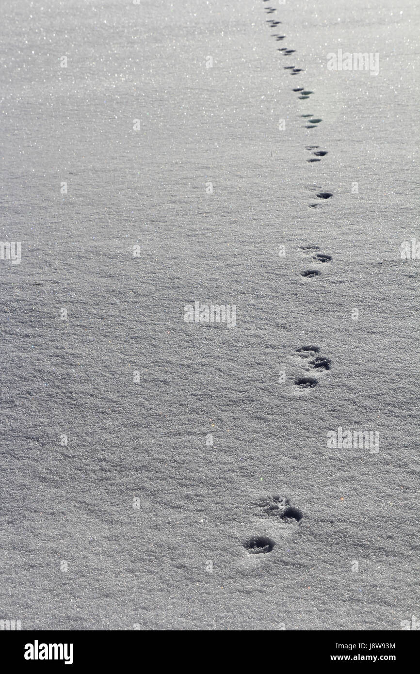 Deep blue running tracks hi-res stock photography and images - Alamy