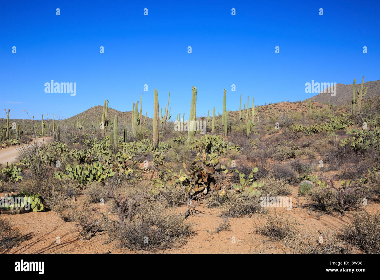 Arizona desert dry arid cactus hi-res stock photography and images - Alamy