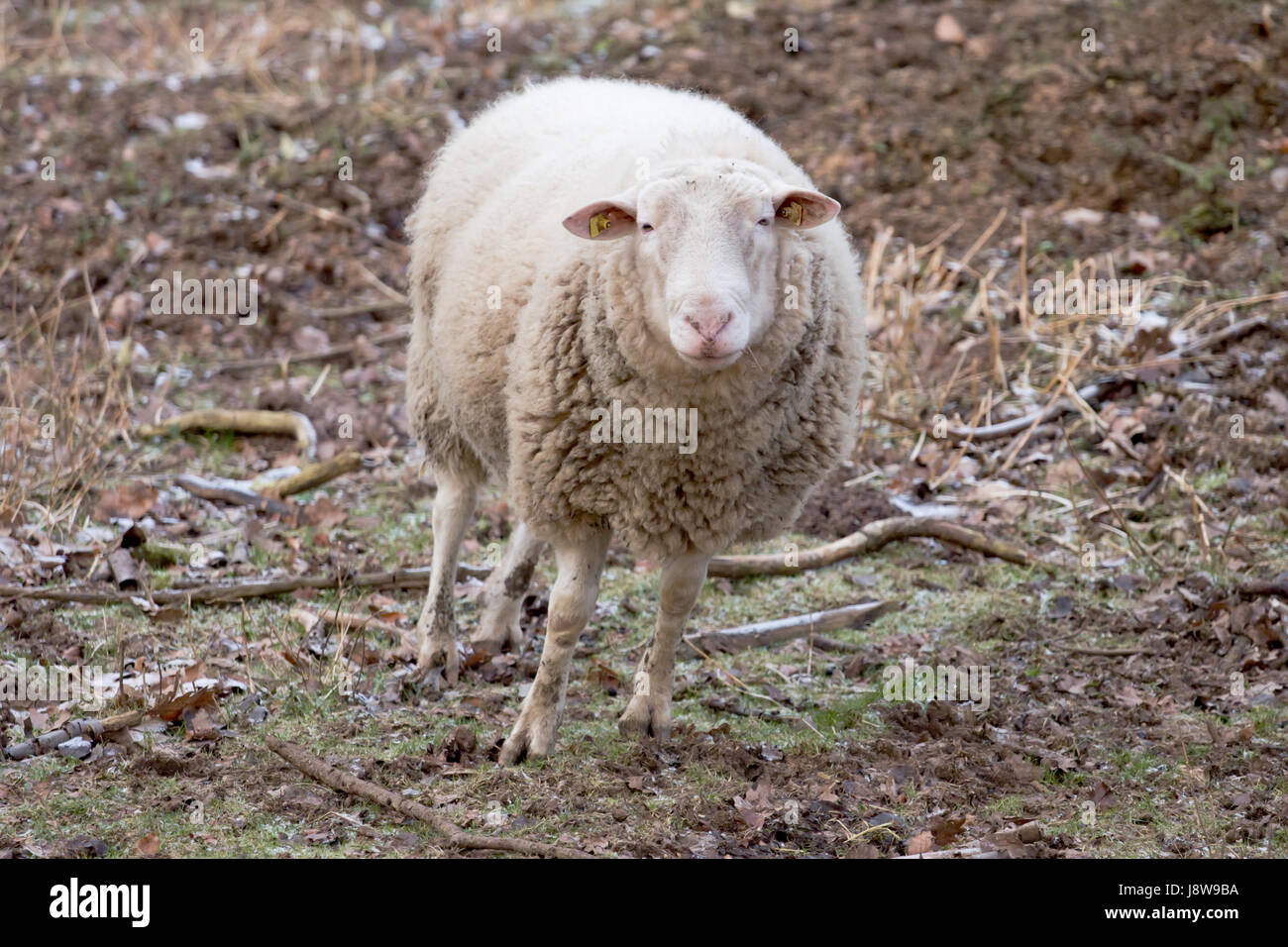 animal, agriculture, farming, field, skin, sheep, wool, farm, meadow ...