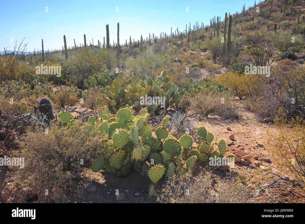 Cacti and desert plants at Saguaro National Park in Arizona Stock Photo ...