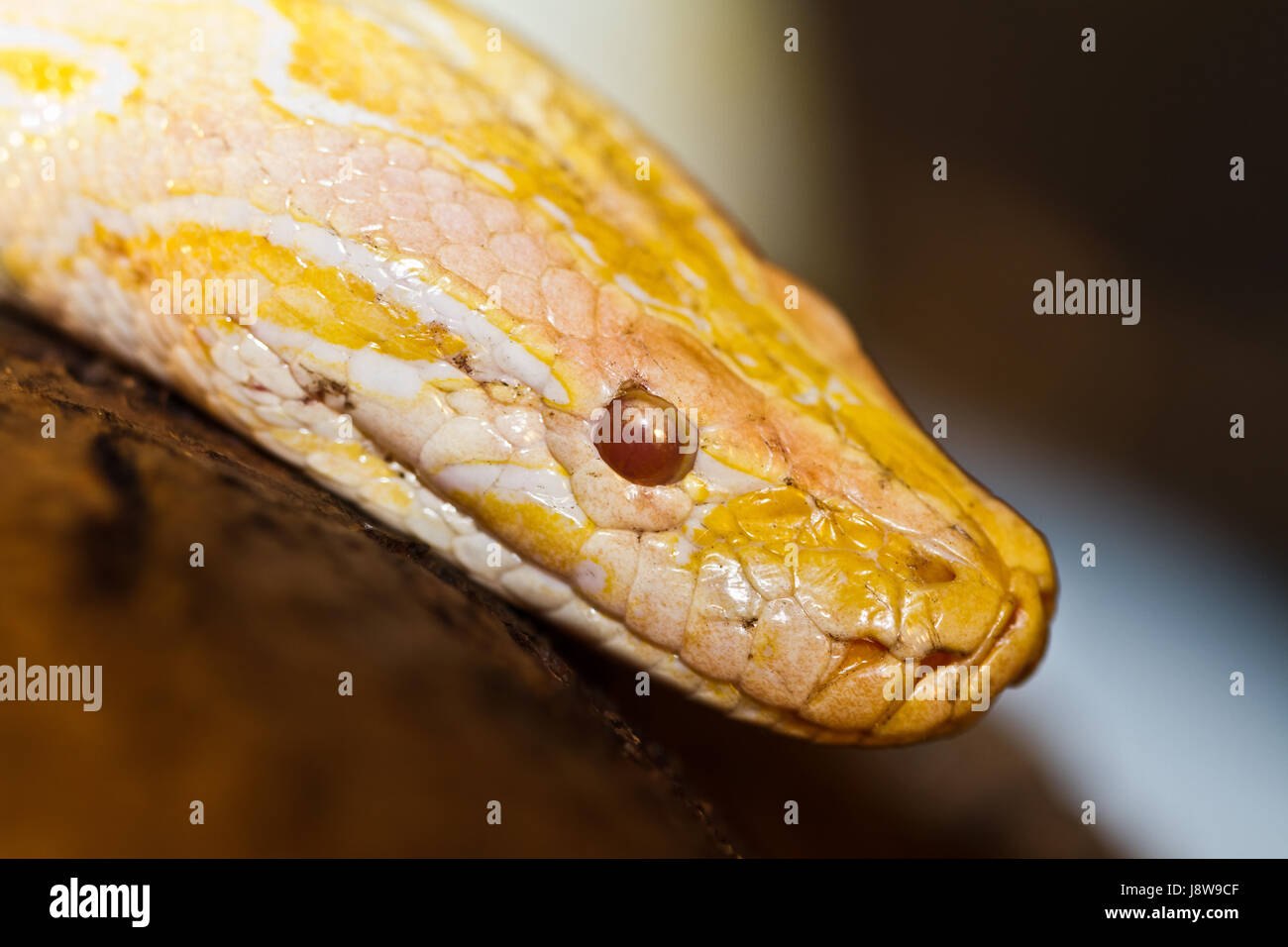 Tigerpython High Resolution Stock Photography and Images - Alamy