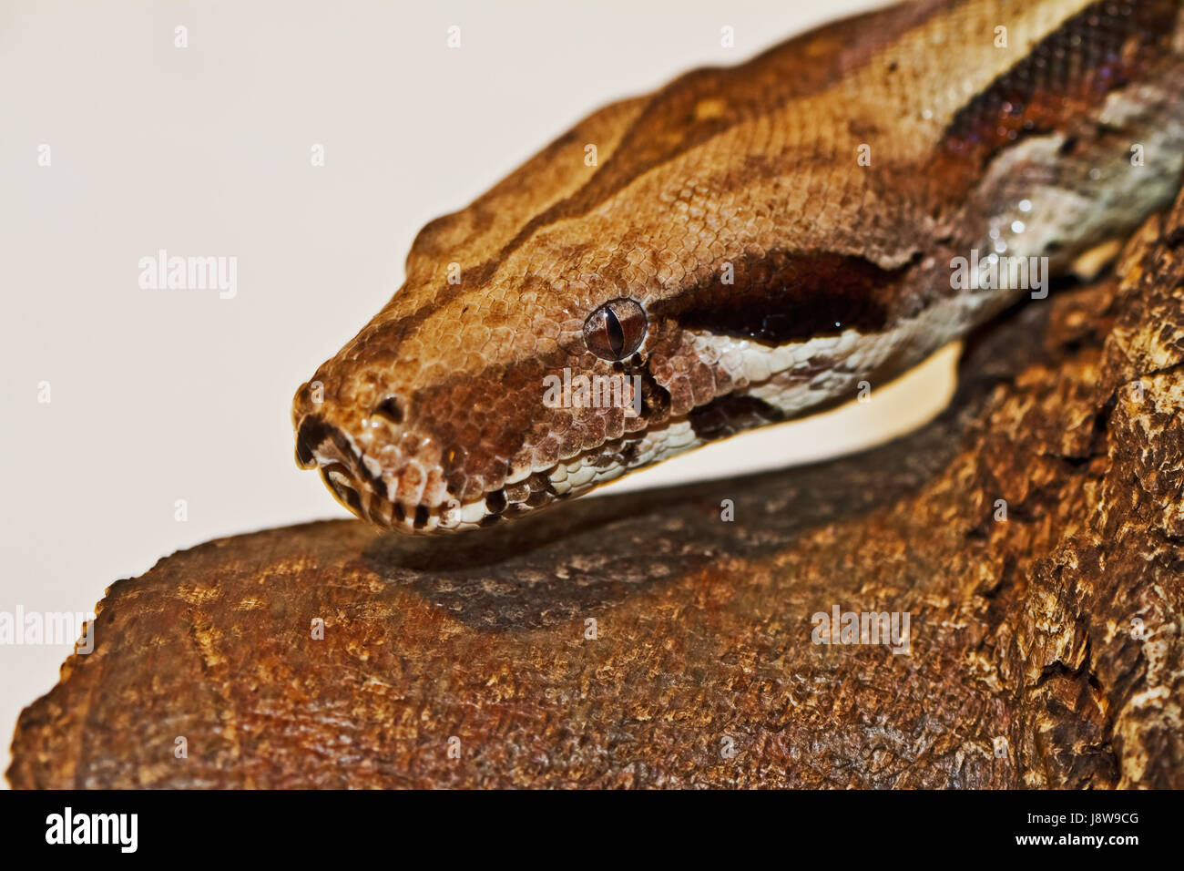 Boa constructor hi-res stock photography and images - Alamy