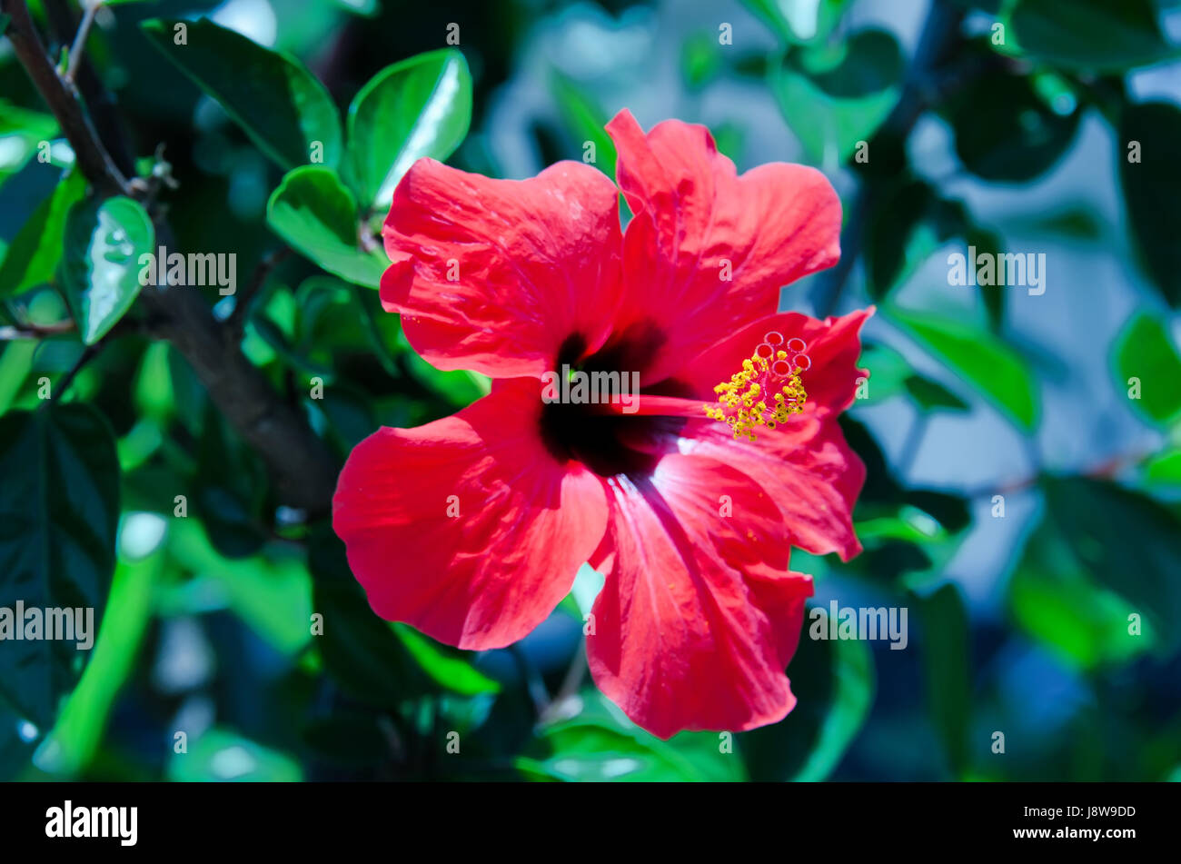 flower,plant,hibiscus,grow,beauty,nature,germinate bloom,natural garden ...