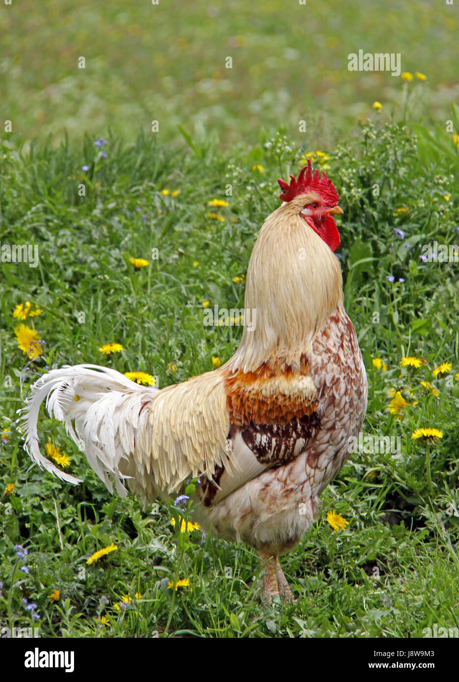 poultry, chicken, cock, rooster, proud, pride, pet, male, masculine ...