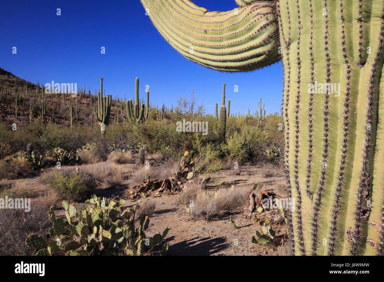 Saguaro cactus in the desert (Saguaro National Park, Arizona Stock ...