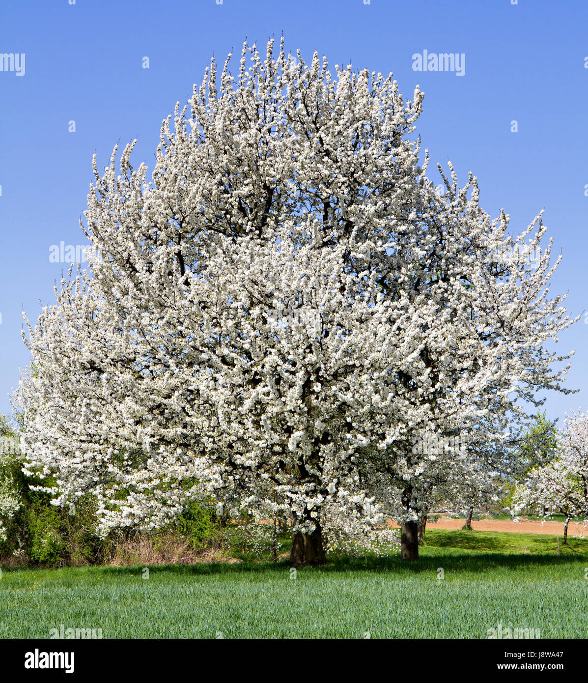 single, tree, summer, summerly, spring, blooming, meadow, grass, lawn ...