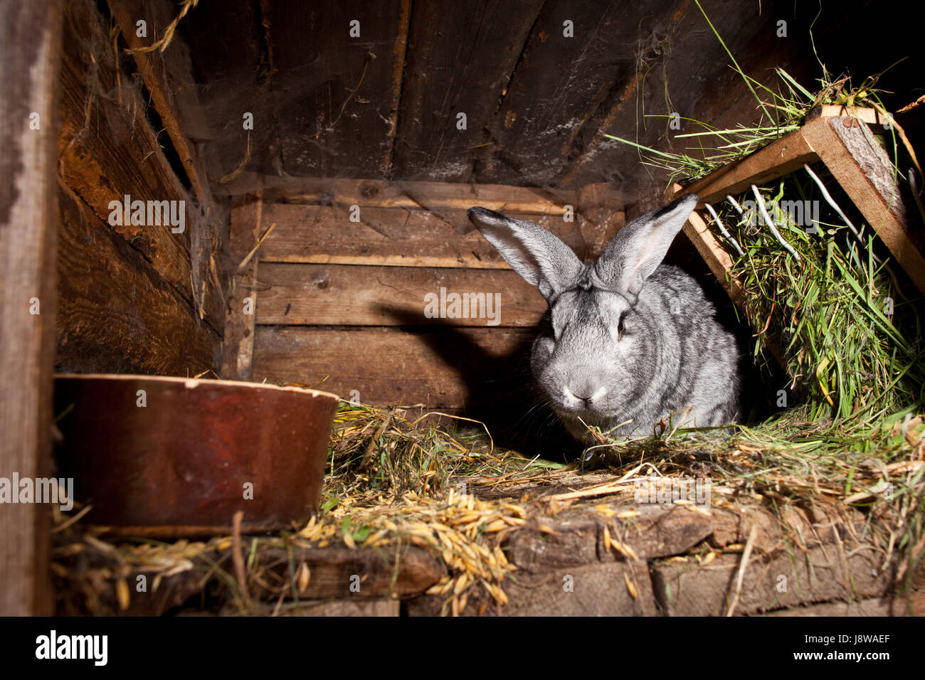 animal, mammal, small, tiny, little, short, rabbit, farm, maddening ...