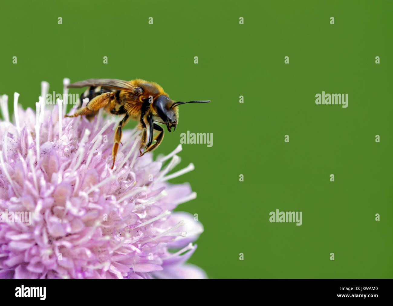antennae, antenna, insect, bee, wildbiene, solitrbiene, lasioglossum ...