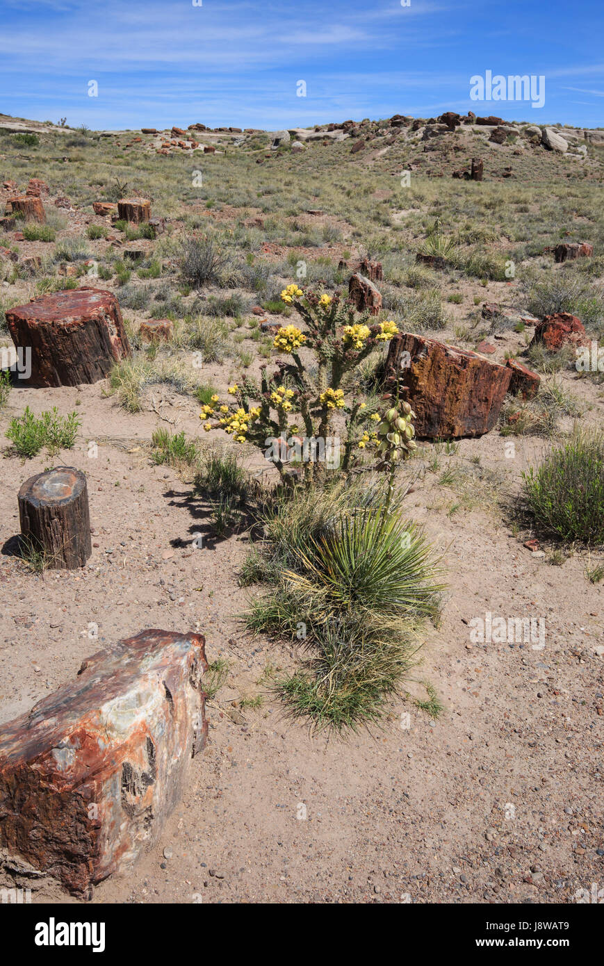 Petrified tree trunks hi-res stock photography and images - Alamy