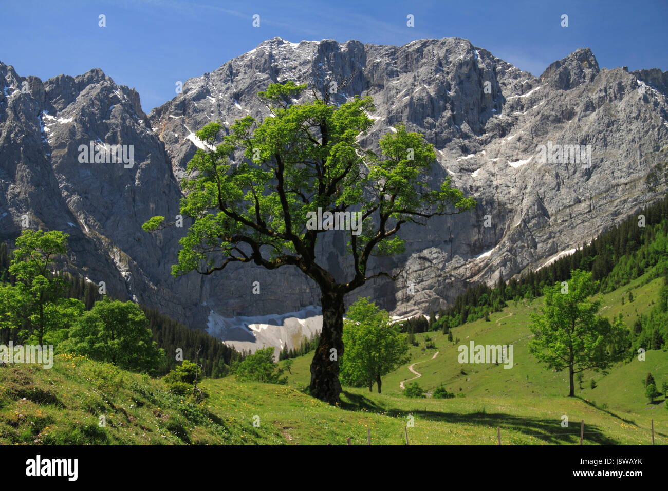 alp, high mountains, mountain, environment, enviroment, mountains ...