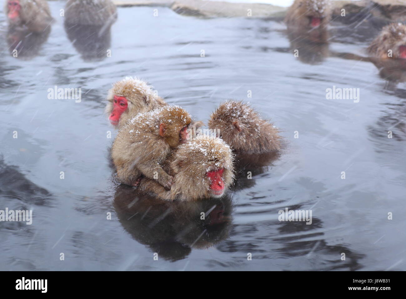 winter, animal, snow, coke, cocaine, material, drug, anaesthetic ...