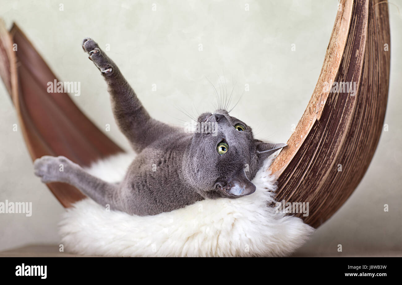 cat while relaxing Stock Photo - Alamy