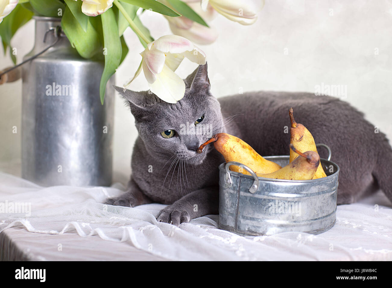 cat on table Stock Photo - Alamy