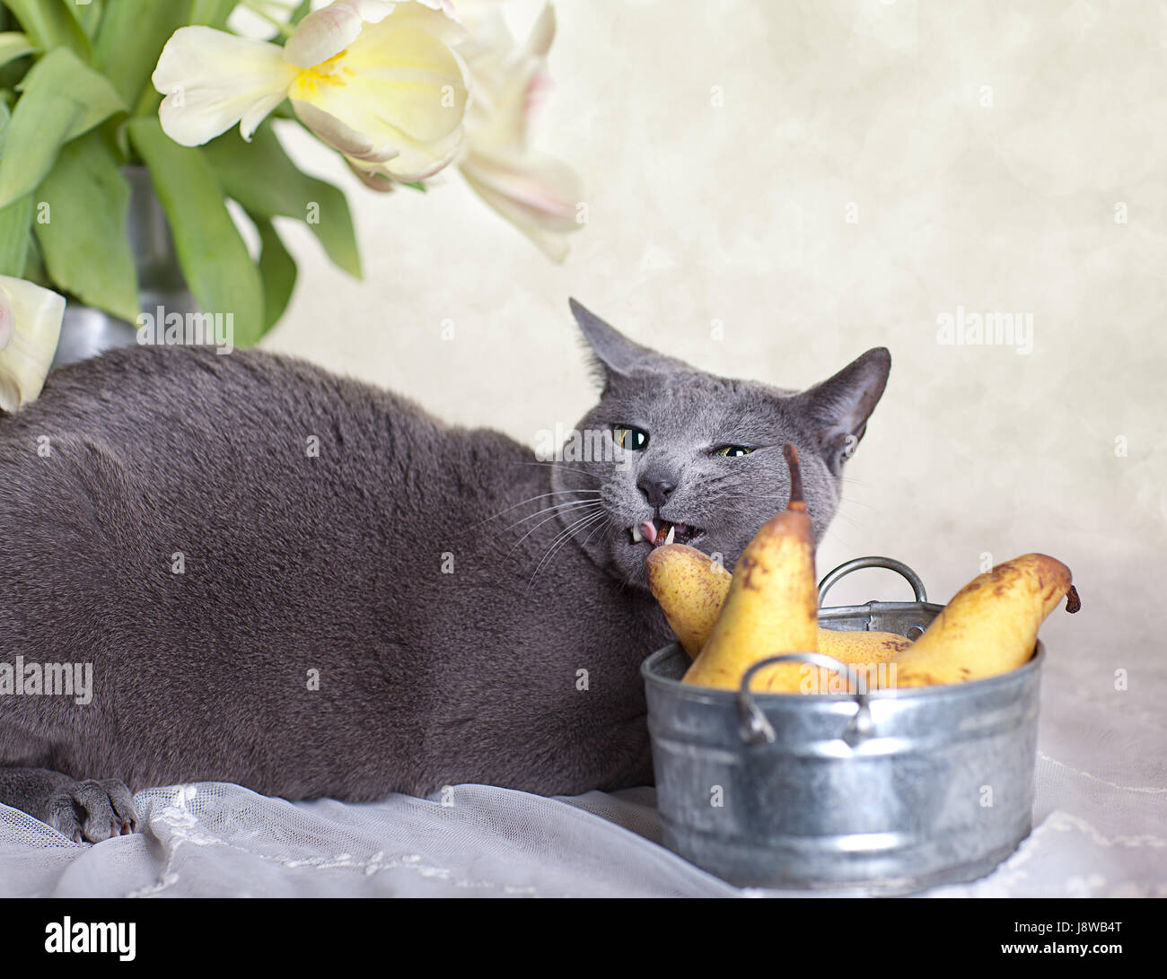 cat on table Stock Photo - Alamy