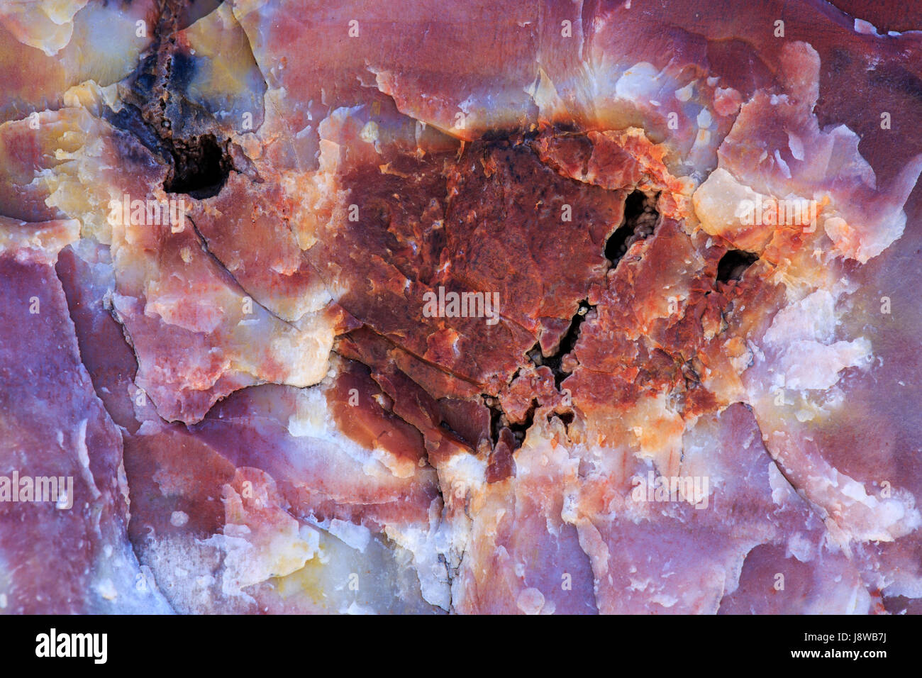Petrified wood, close up details of mineralized wood from ancient ...