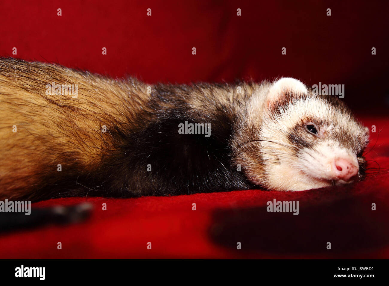 Sleeping ferret hi-res stock photography and images - Alamy