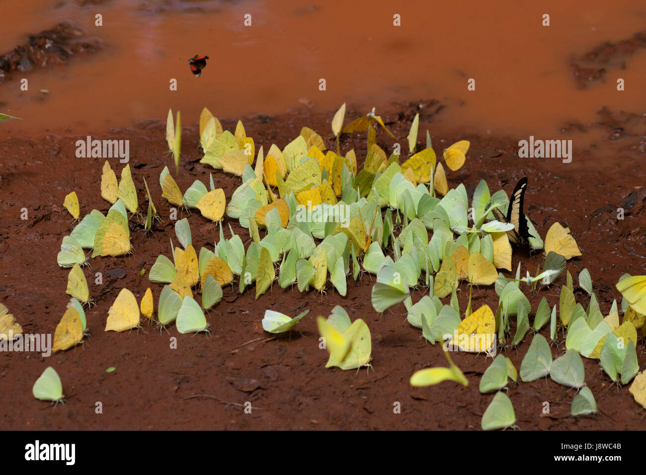 insect, butterfly, argentina, moth, swarm, school, tropics, nature ...