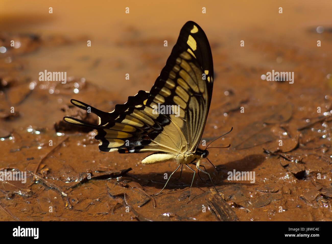 insect, butterfly, argentina, moth, swarm, school, tropics, nature ...